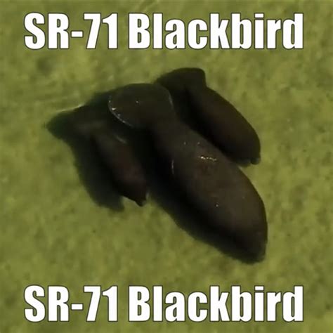 Cant Wait Until The New Sr 71 Module Is Released Rdcsworld