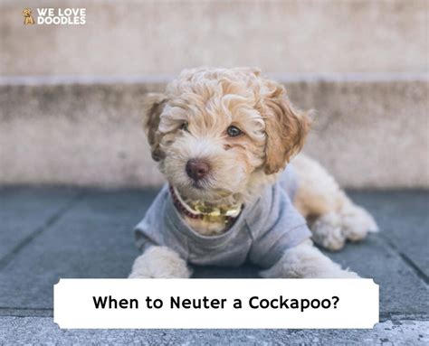 When To Neuter A Cockapoo We Love Doodles