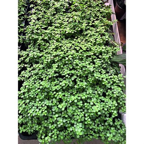 Пилея Pilea купить укорененные черенки оптом в Питомнике Вашутино