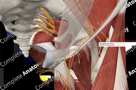 Ilioinguinal Nerve Complete Anatomy