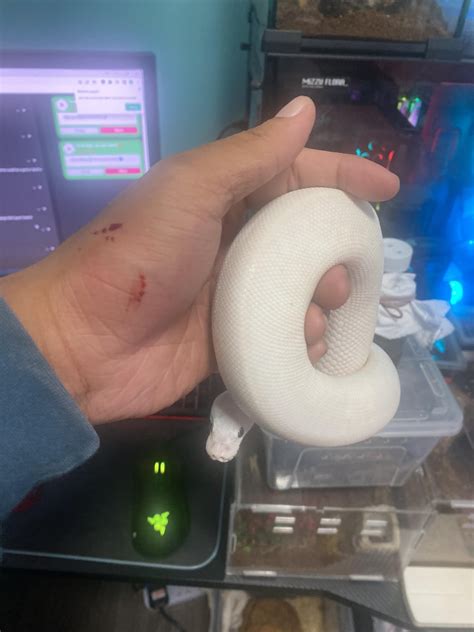 My First Ever Ball Python Bite My Female Bel Was Pretty Shocking But