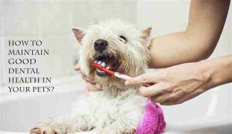 How To Maintain Good Dental Health In Your Pets