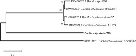 Phylogenetic Analysis Of Partial S RRNA Gene Of Bacillus Isolate Download Scientific Diagram