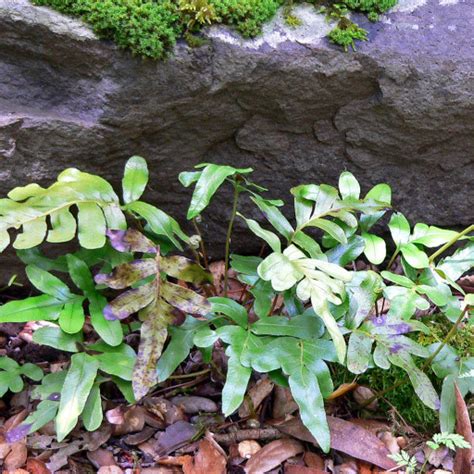 Leathery Polypody Polypodium Scouleri Plant Care And How To Grow Water