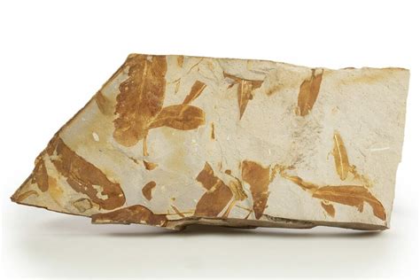 9 Fossil Seed Fern Glossopteris Plate Australia 321010 For Sale