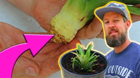 You Have To See This Trick To Growing Pineapples From Pineapple Tops TheWorldOfSurvival