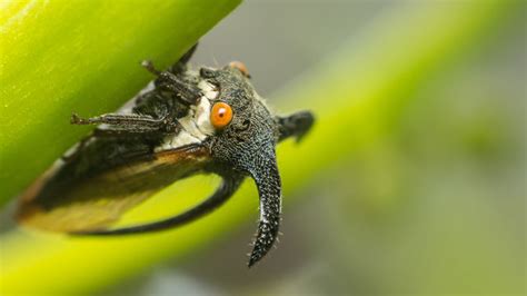 รูปภาพtreehopper เลือกดูภาพถ่ายสต็อก เวกเตอร์ และวิดีโอ1073 Adobe