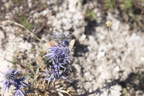 Eryngium Amethystinum Violeta Matas Y Flores Con Una Mariposa Apiaceae