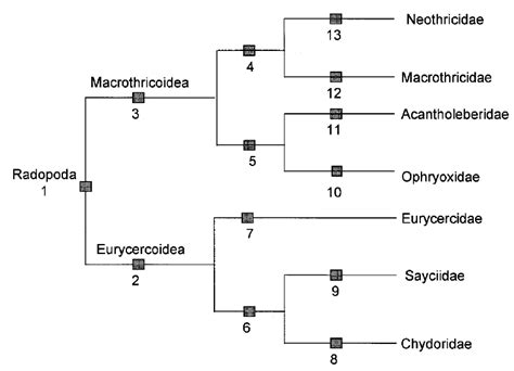 A Qualitative Hypothetical Evolutionary Tree For The Suborder Radopoda