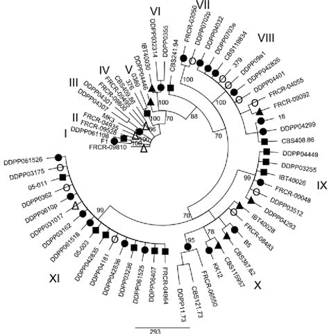 bootstrap consensus tree inferred from the mp analysis of igs rdna