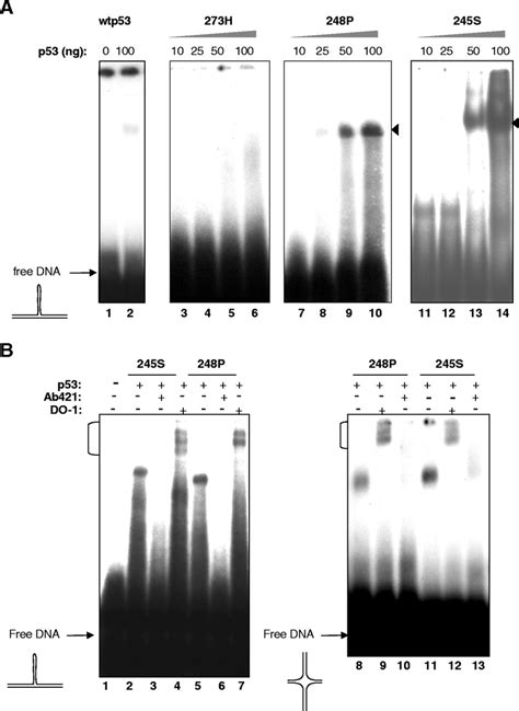 A Binding Of Mutp53 Proteins 273h 245s And 248p To A Stemloop Download Scientific Diagram