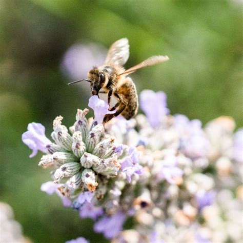 How Do Bees Make Honey Flow Hive Ca