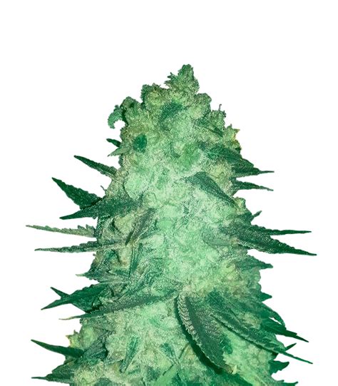 Dna Genetics Training Day Seeds Green Parrot