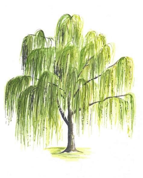 Weeping Willow Drawing At Explore Collection Of Weeping Willow Drawing