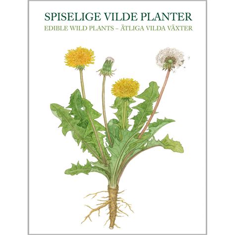 Koustrup Co Plakat Med Spiselige Vilde Planter A2 Dansk