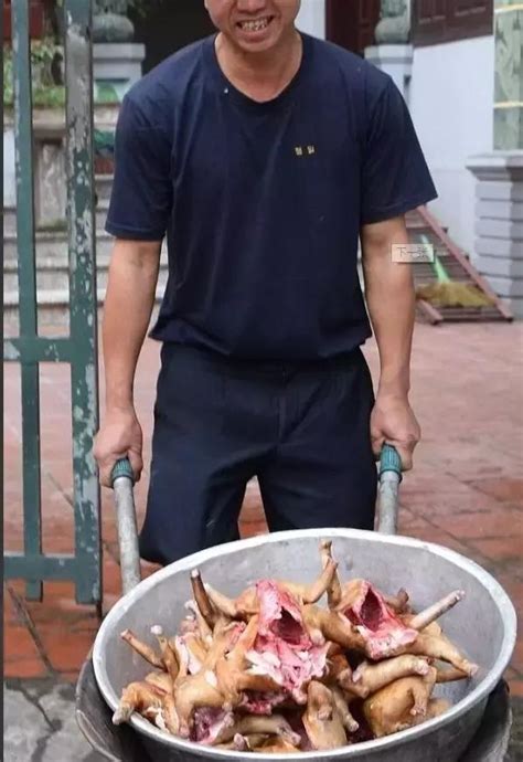 越南人疯狂吃猫肉，比“狗肉节”还残忍！