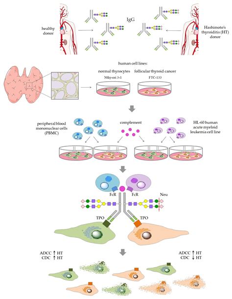 Biomolecules Free Full Text The Contribution Of Igg Glycosylation To Antibody Dependent Cell