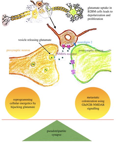 Parasitic Tripartite Synapse B2bm Colonization Of Brain Using Download Scientific Diagram