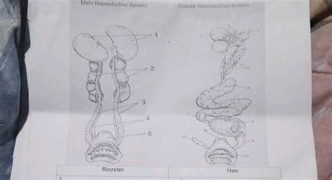 Male Reproductive System Female Reproductive Studyx