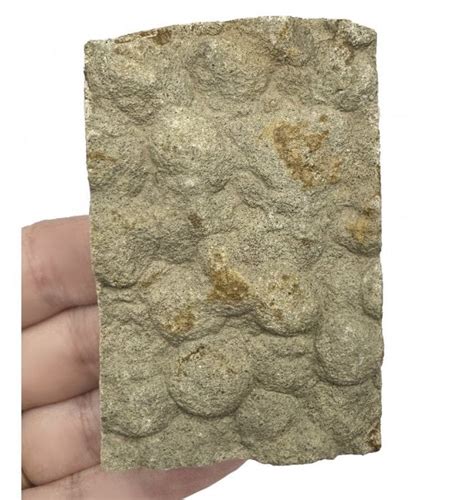 Fossils For Sale Fossils Early Life One Of The Oldest