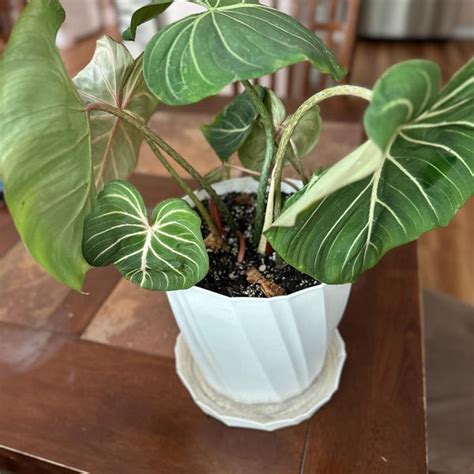 Philodendron Gloriosum Dark Form Small Size Growers Choice Free