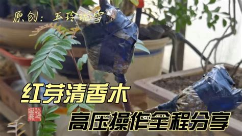 学做盆景 第63集 做盆景高压啦！云南红芽清香木高压操作全程分享 Youtube