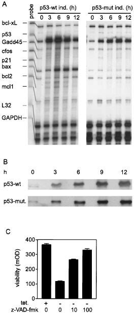 P53 Upregulates Cflip Inhibits Transcription Of Nf κb Regulated Genes