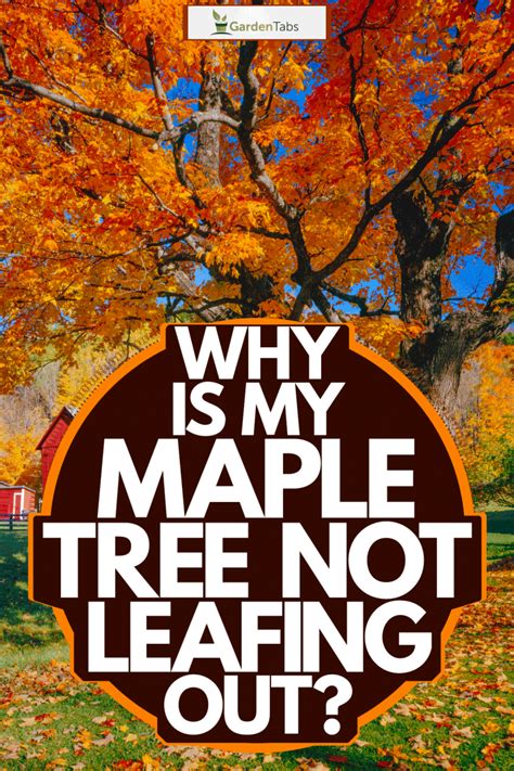 Why Is My Maple Tree Not Leafing Out