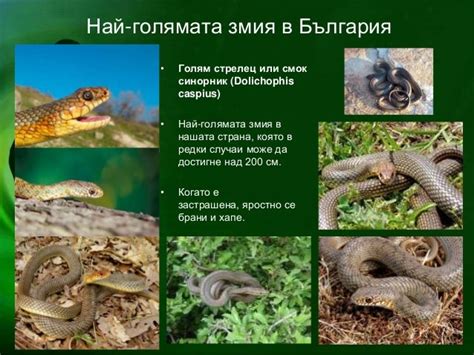 в света на животните 6 част