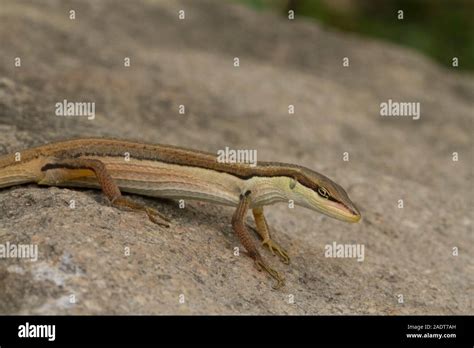 Asian Grass Lizard Six Striped Long Tailed Lizard Or Long Tailed