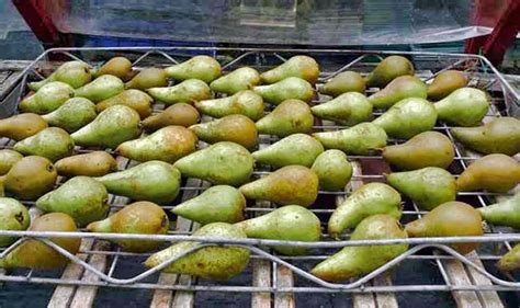 Pears