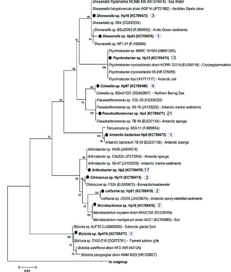 rooted phylogenetic tree calculated by jukes cantor distance estimation