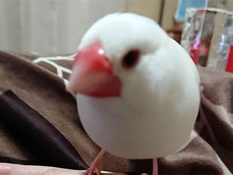 白文鳥