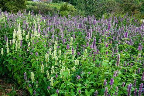 Signification et symbolisme étonnants de la fleur d anis hysope