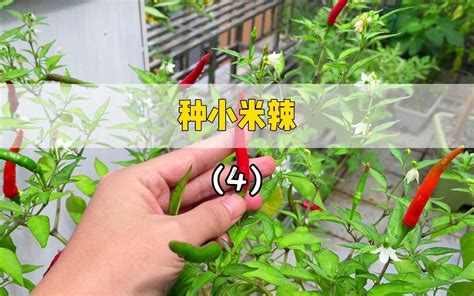 记录第二次种小米辣，全过程 花前先森 花前先森 哔哩哔哩视频