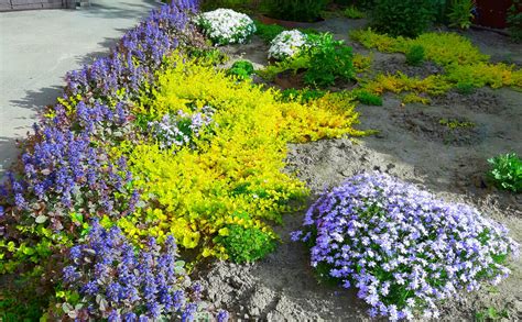 Многолетники почвопокровные долгоцветущие фото и названия