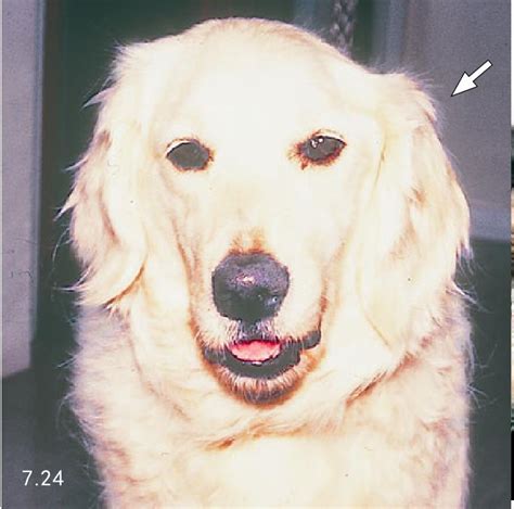 1 面神经麻痹FNP 新编犬猫疾病诊疗图谱 图片