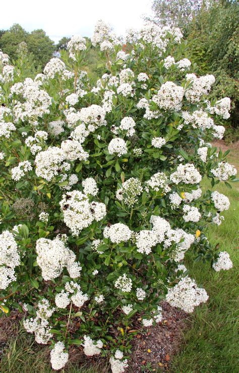Escallonia Bifida Pan Global Plants