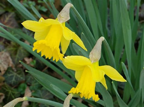 Narcisse Pseudonarcissus Guide Complet De Soins Et Caractéristiques