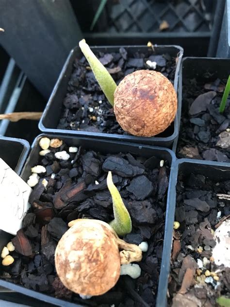Kerriodoxa Elegans Germinating Discussing Palm Trees Worldwide Palmtalk