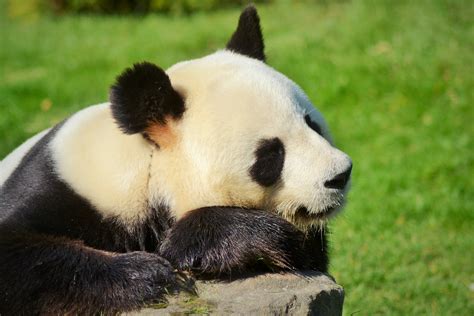 Cest Au Tour De Yuan Zi De Fêter Son Anniversaire Beauval Actus