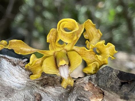 Variety Dendrobium Discolor Broomfieldii · Inaturalist