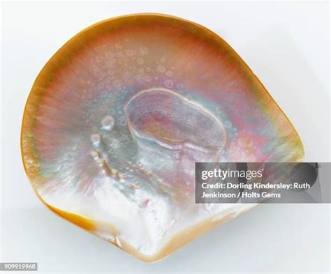 Mother Of Pearl Photos And Premium High Res Pictures Getty Images