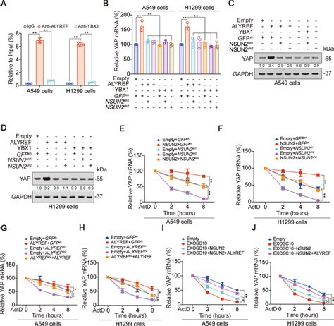 Yap M⁵c Modification Also Relies On Alyref And Increases Yap Mrna