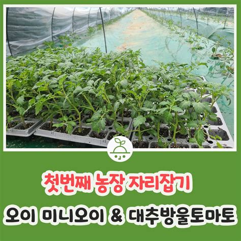 양주농부이범석 안녕하세요~ 양주농부 이범석입니다 😁 오늘 날이 참 좋네요 어느덧 3월이 다가오고 있습니다 기존의 생채포기 농장을 정리하고 매년 많은 사랑을 받았던