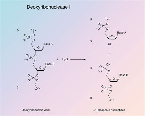 Deoxyribonuclease I Worthington Enzyme Manual Worthington Biochemical