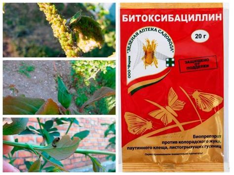 Битоксибациллин – летние обработки сада от вредителей биопрепаратом