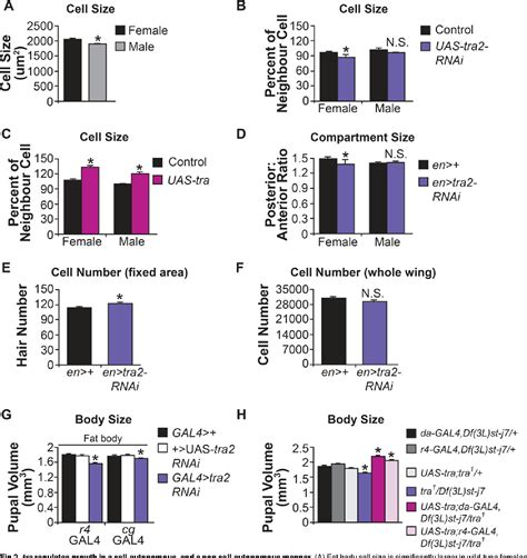 Figure 2 From The Sex Determination Gene Transformer Regulates Male