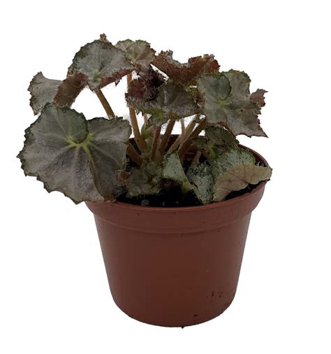 All Plants And Flowers Indoors And Outbegonia Five And Dime Ideal Care For