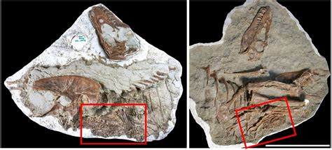 Última refeição de dinossauro que viveu há milhões de anos é descoberta